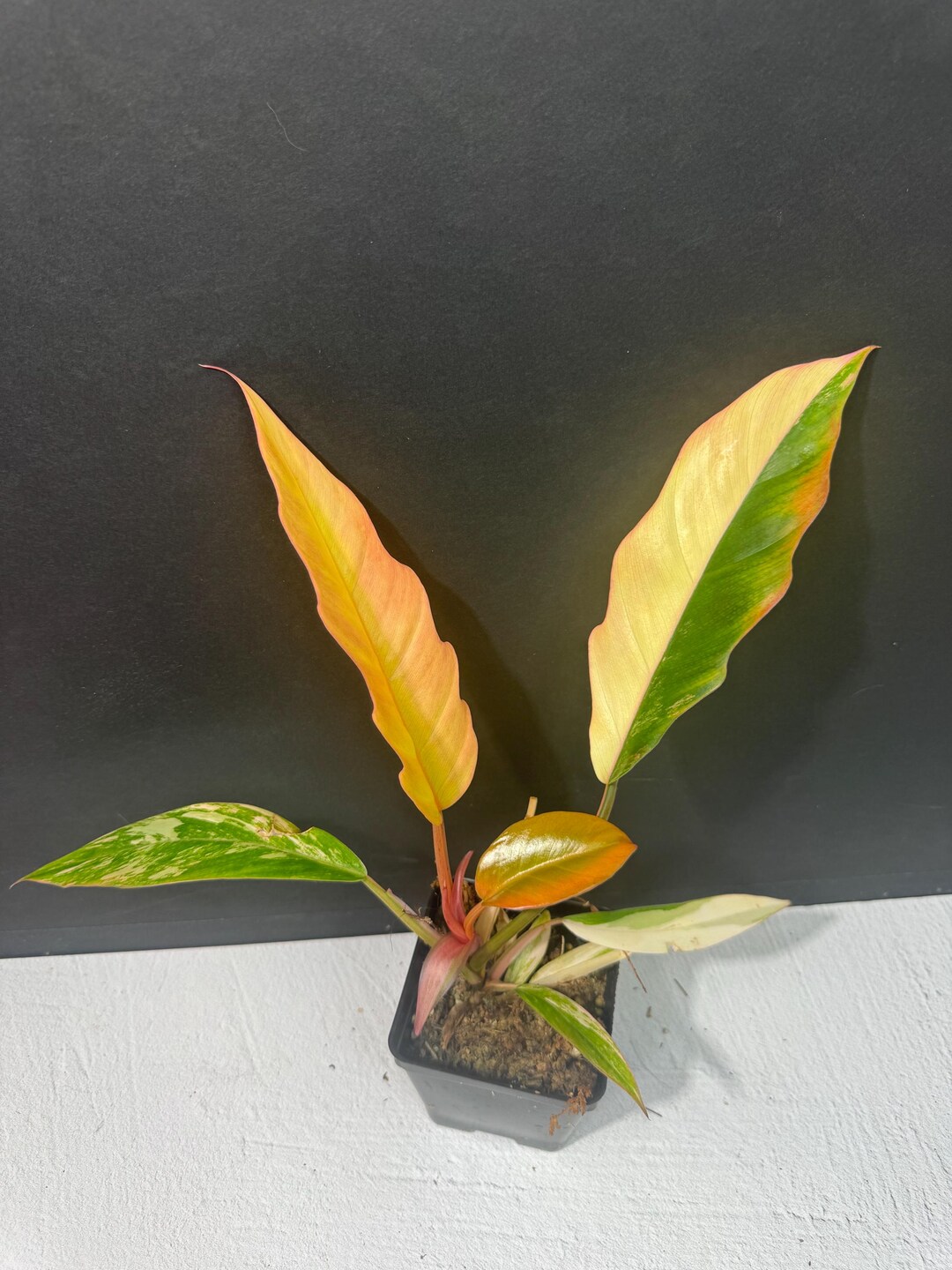 Philodendron Caramel Marble Variegated Full Plant US Seller - Etsy
