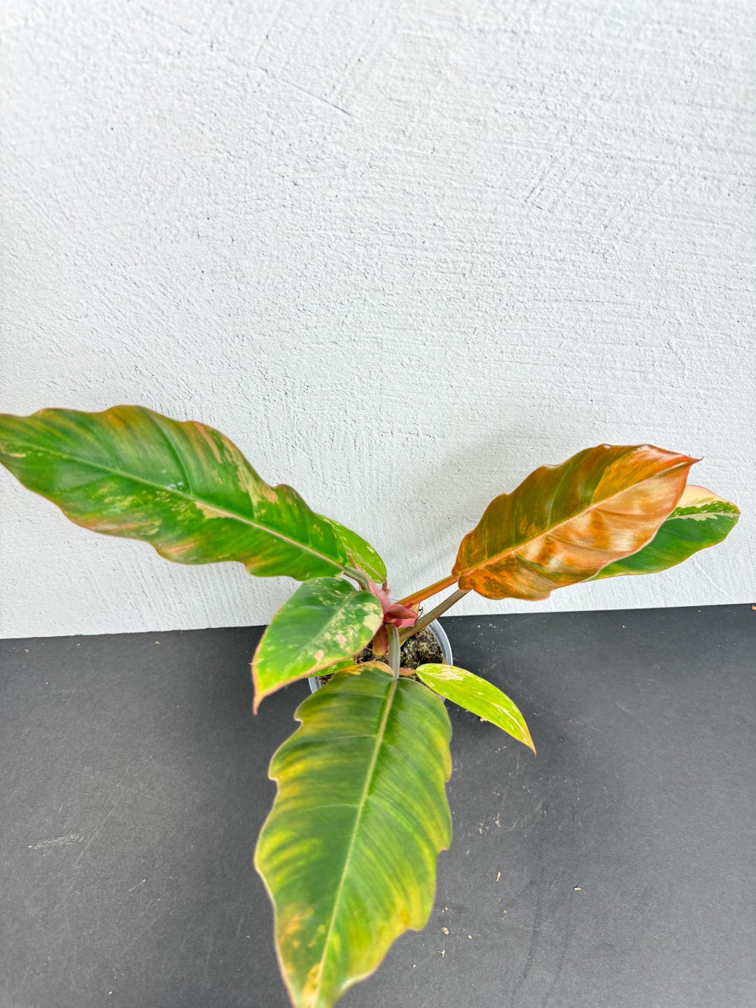 Philodendron Caramel Marble Variegated Full Plant US Seller - Etsy