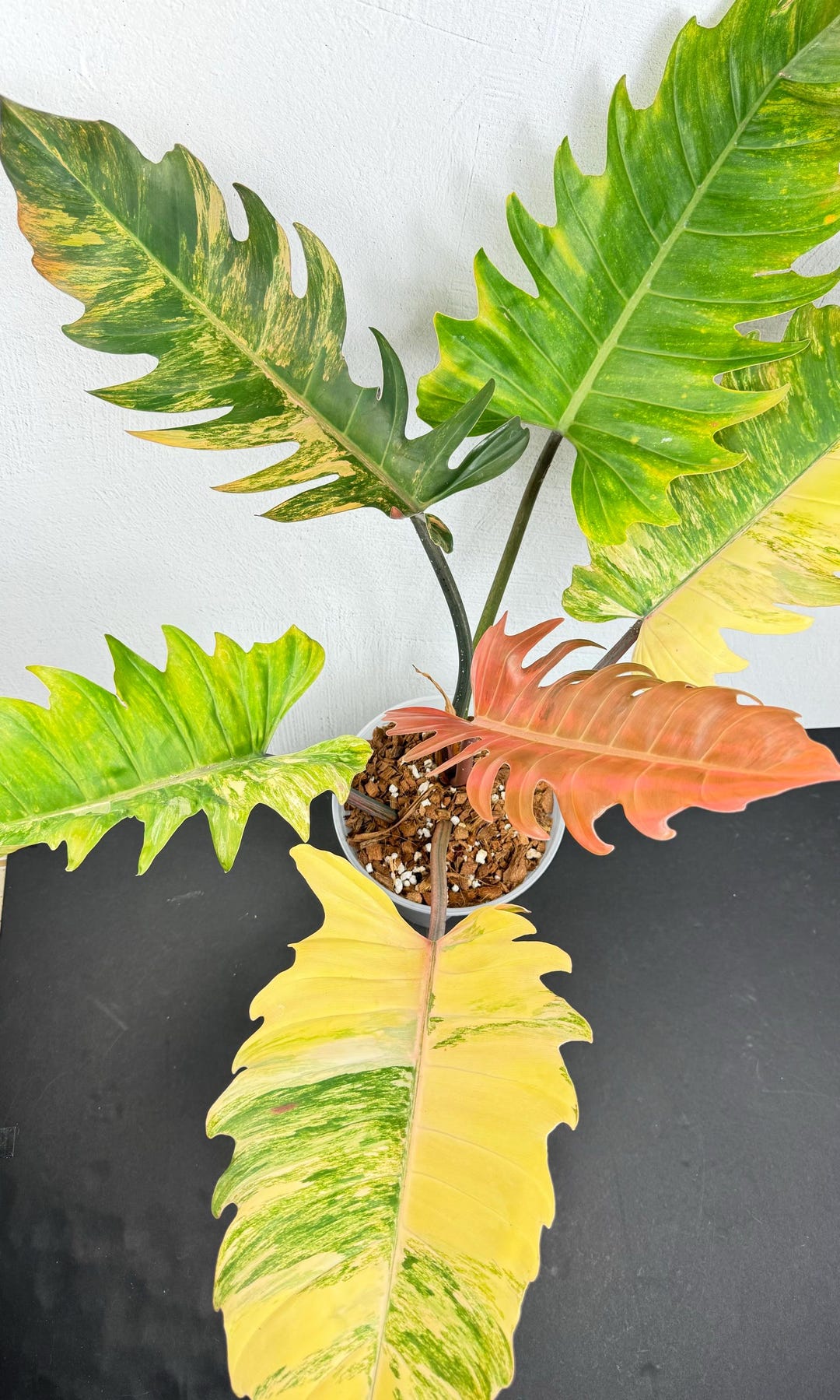 Philodendron Caramel Marble Variegated XL Full Plant US Seller - Etsy