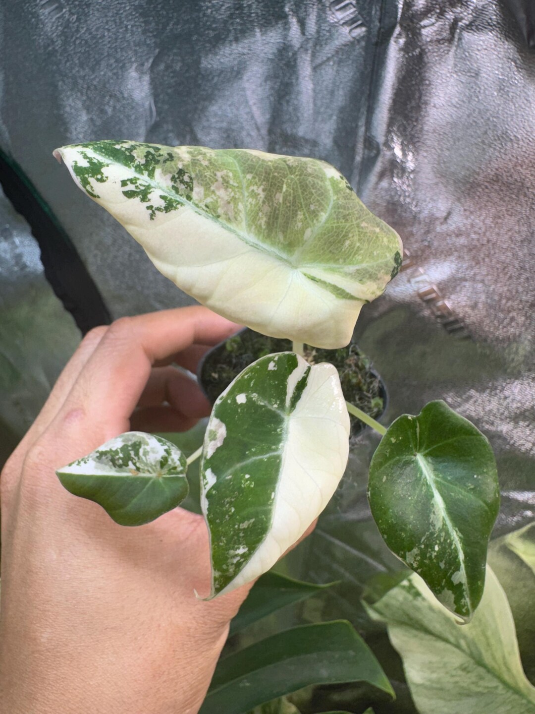 Alocasia Black Velvet Pink Variegated US Seller - Etsy