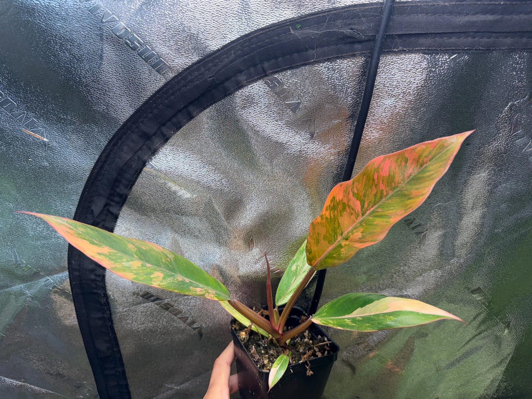 Philodendron Caramel Marble Variegated Full Plant US Seller - Etsy