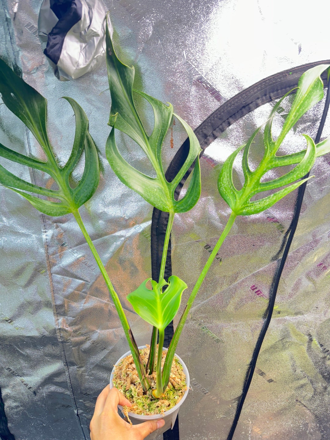 Large Monstera Burle Marx Flame RARE Fully Grown Huge Leaf US Seller - Etsy