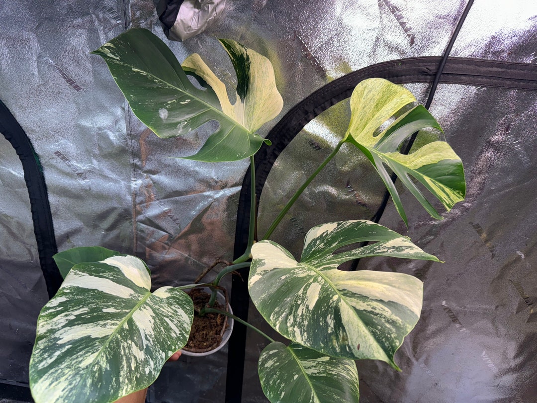 Monstera Mint Variegated Fully Rooted Exact Plant USA Seller - Etsy