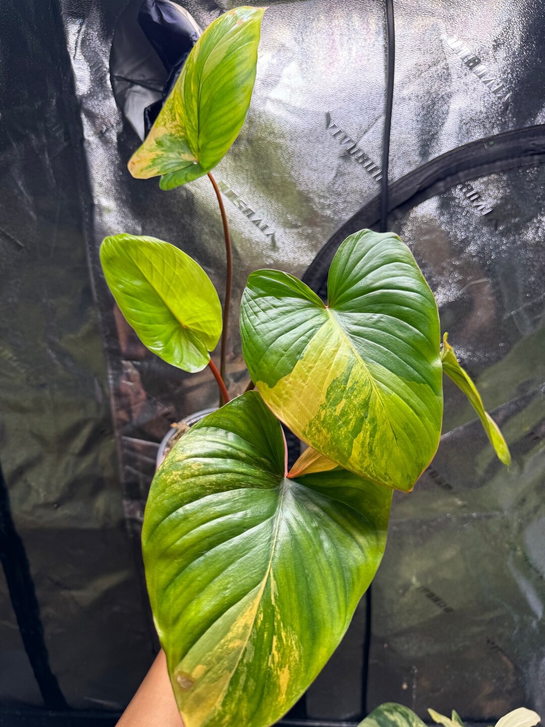 Homalomena rubescens aurea abigarrada Planta exacta del vendedor de EE ...