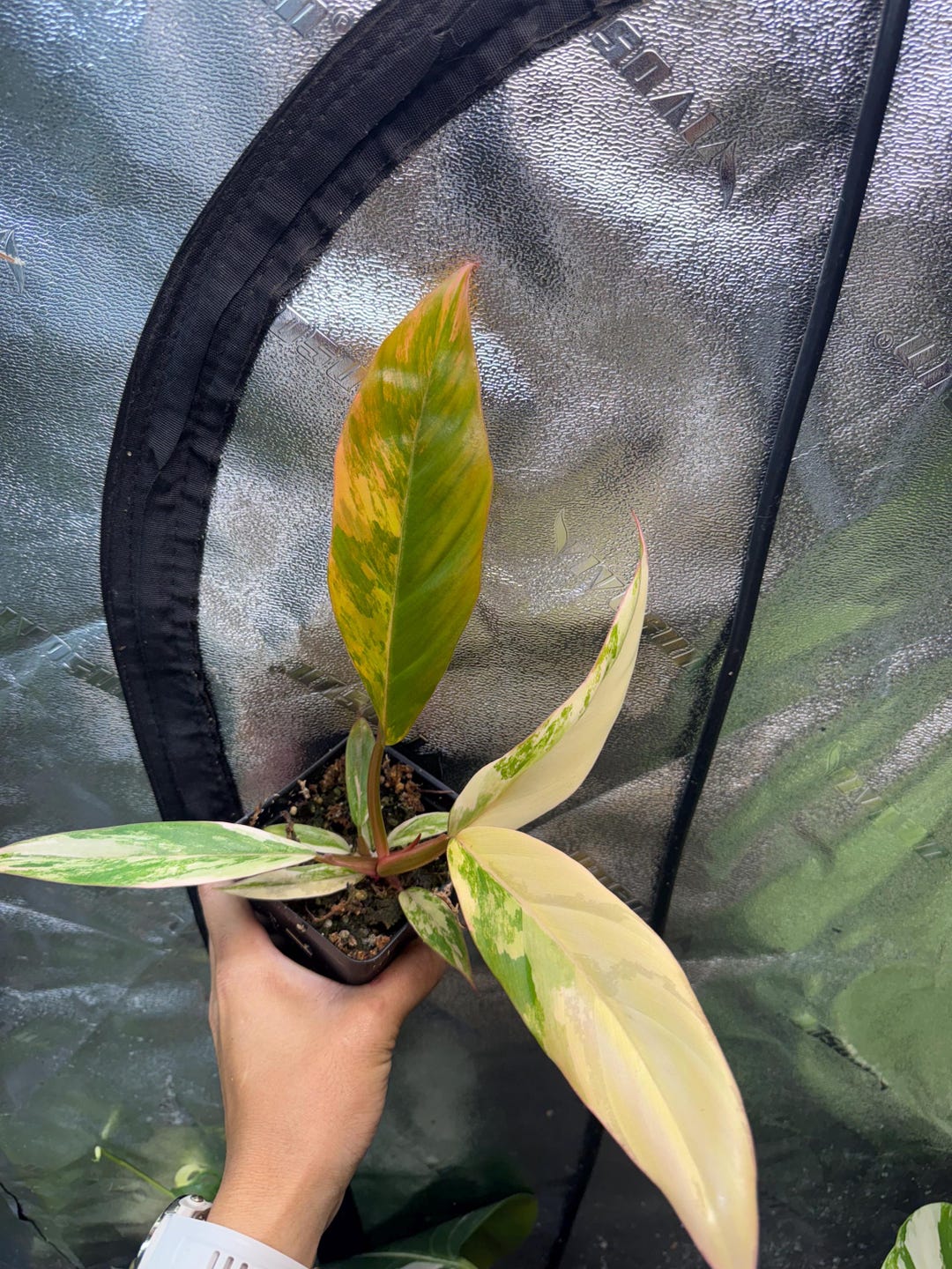 Philodendron Caramel Marble Variegated Full Plant US Seller - Etsy