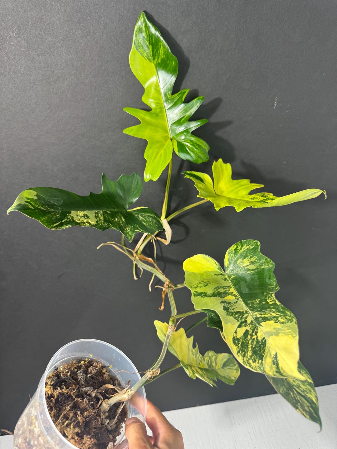 Philodendron Florida Beauty X Mayoi Variegated Full Plant US Seller XL ...