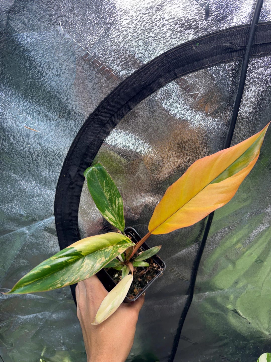 Philodendron Caramel Marble Variegated Full Plant US Seller - Etsy