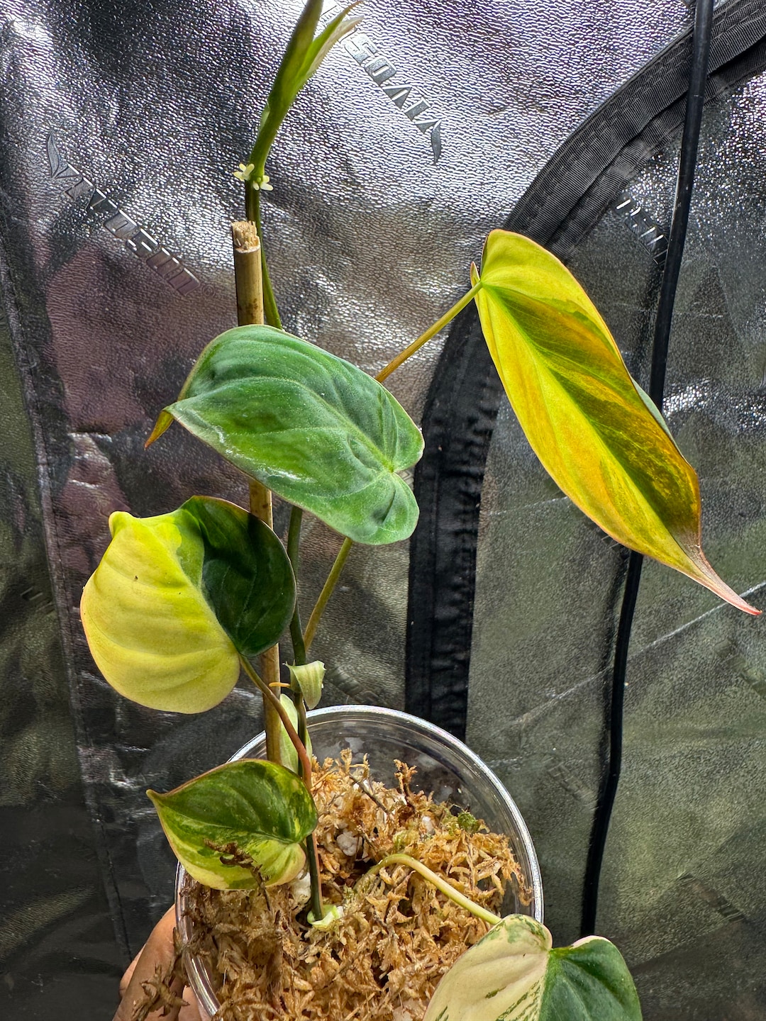 Philodendron Mican Aurea Variegated Full Plant US Seller - Etsy