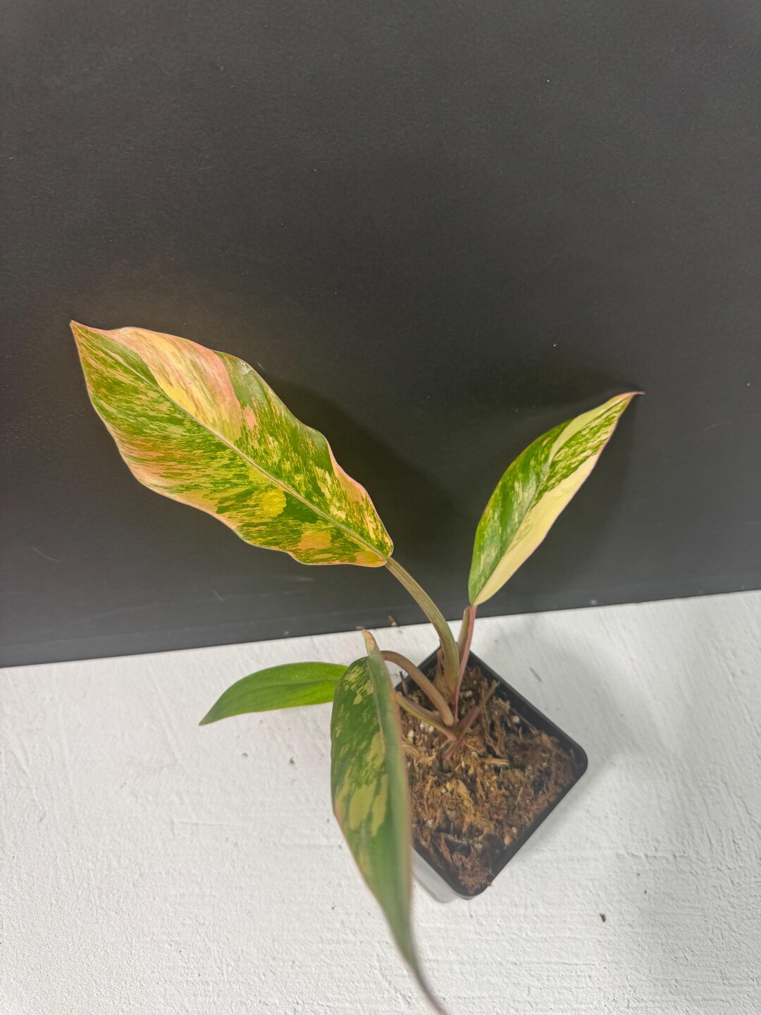 Philodendron Caramel Marble Variegated Full Plant US Seller - Etsy
