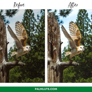20 Bright Nature Luts Pack for Video and Color Grading | Video Luts for ...