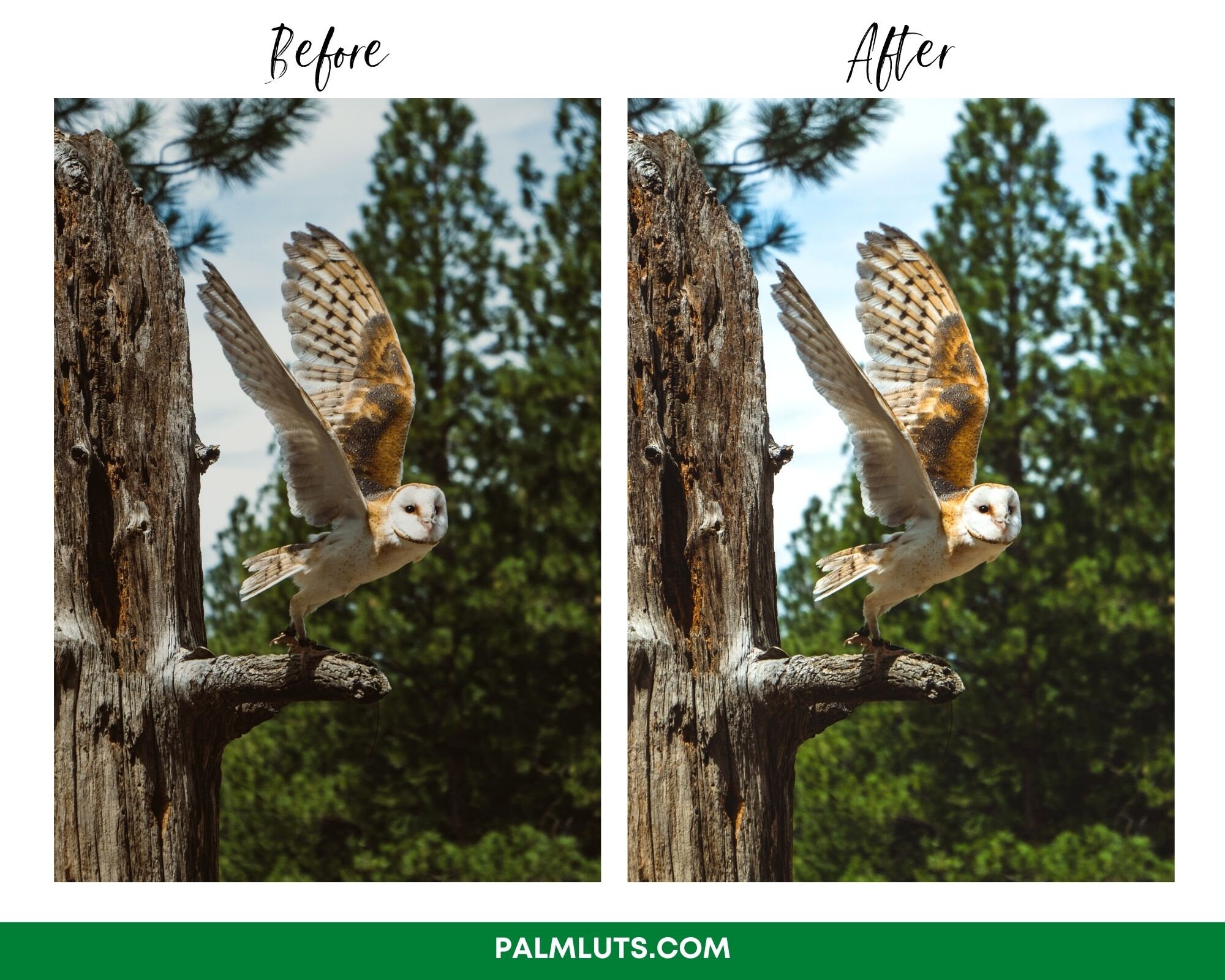 20 Bright Nature Luts Pack for Video and Color Grading Video - Etsy