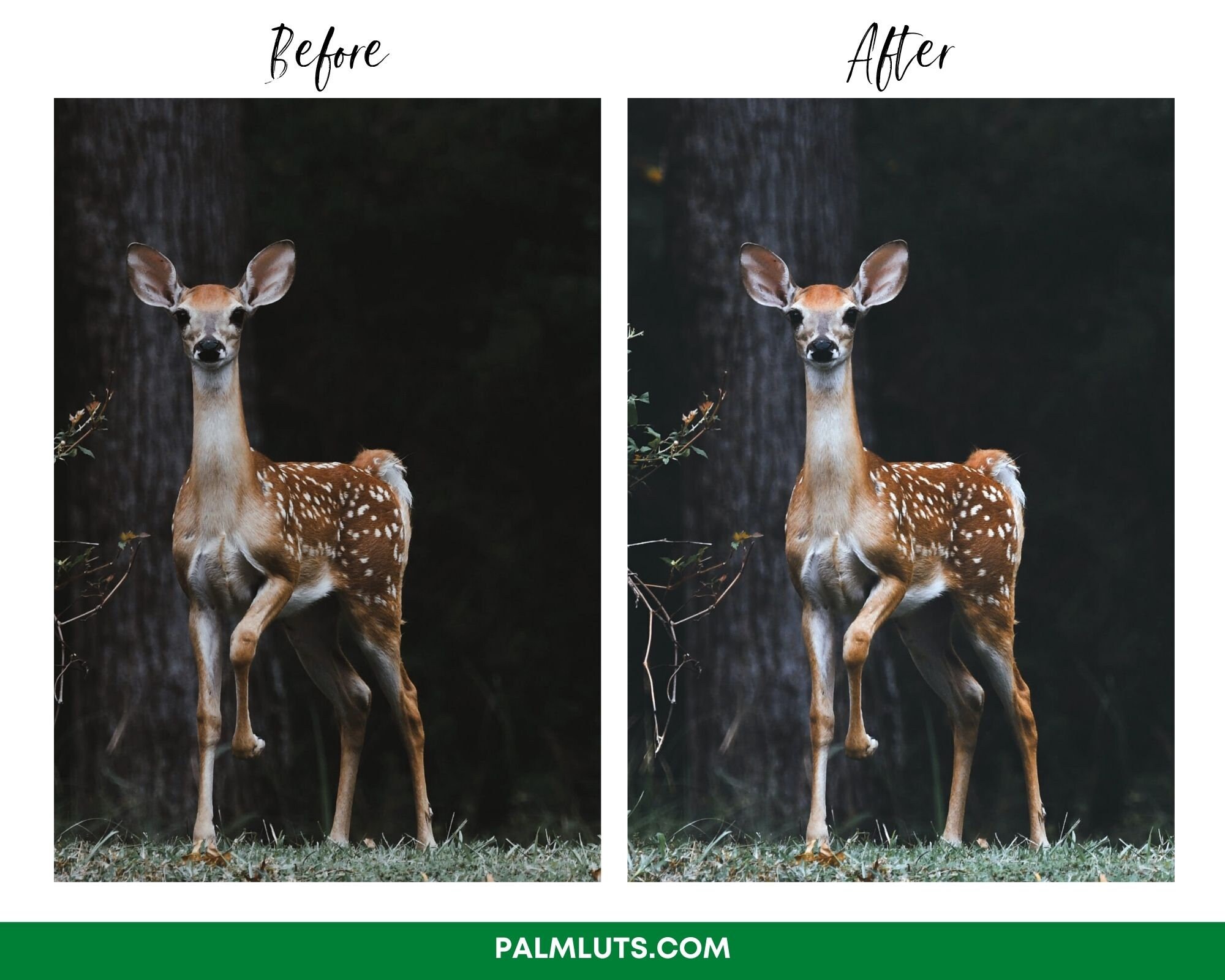 20 Bright Nature Luts Pack for Video and Color Grading Video - Etsy