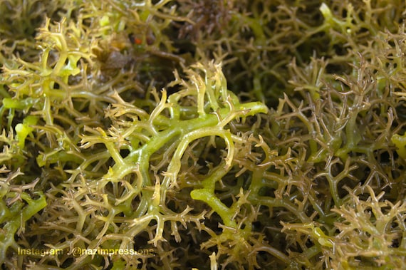 Photography Art & Collectibles A photograph of Kappaphycus alvarezii ...