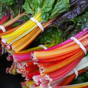 Rainbow Swiss Chard Seeds - Non-gmo - Brilliant Colors, Best Variety ...