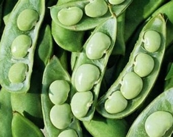 Early Thorogreen Lima Bean Seeds, Early Bush Beans, 25 Seeds // Open ...