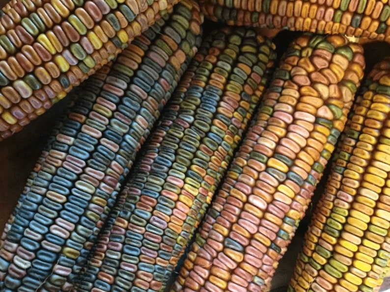 Earth Tones Pastel Dent Corn Seeds Non-gmo Multicolored | Etsy