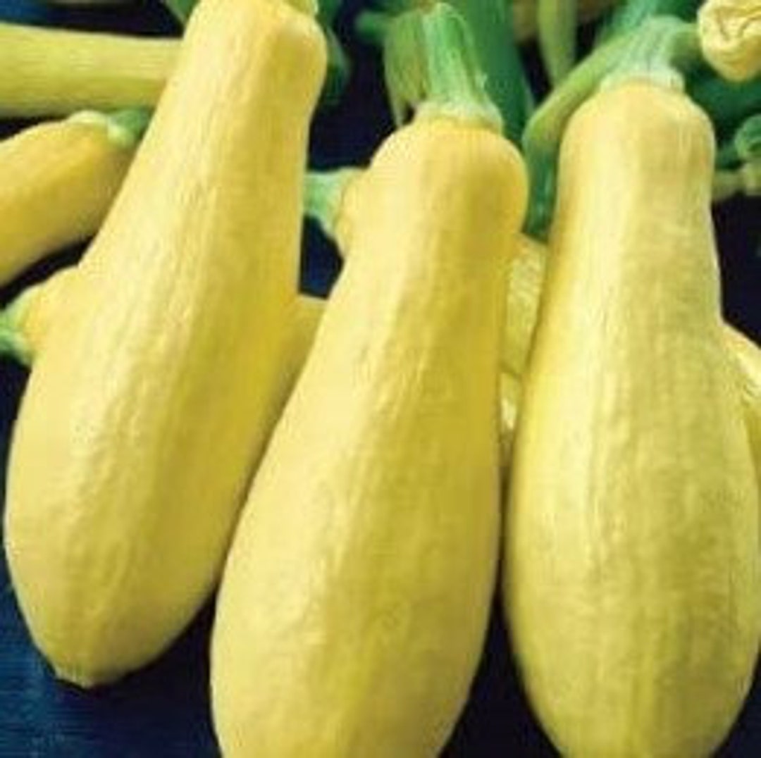 Early Prolific Straightneck Summer Squash Seeds - Yellow Squash - Non ...