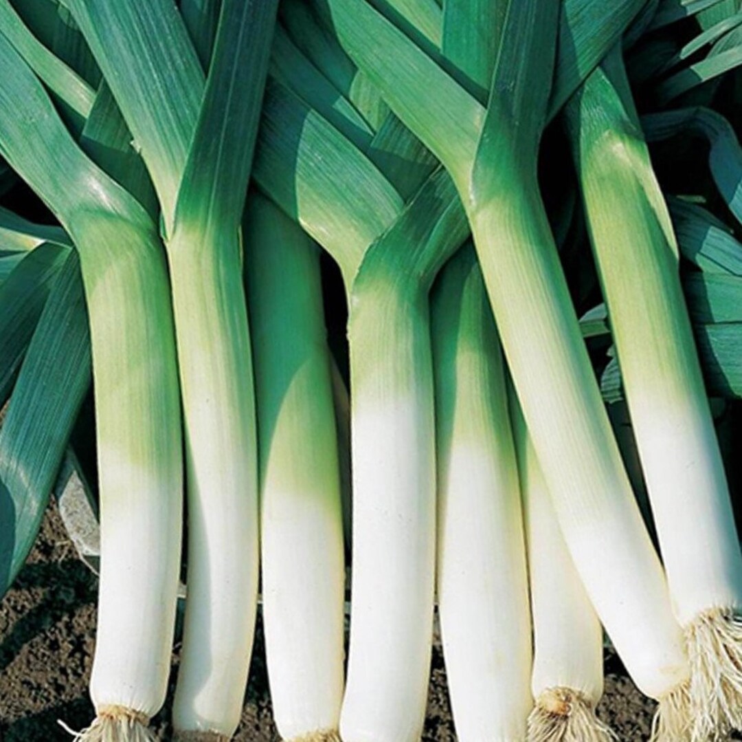 Large American Flag Leek Seeds - Organic & Non-gmo - for Growing in ...