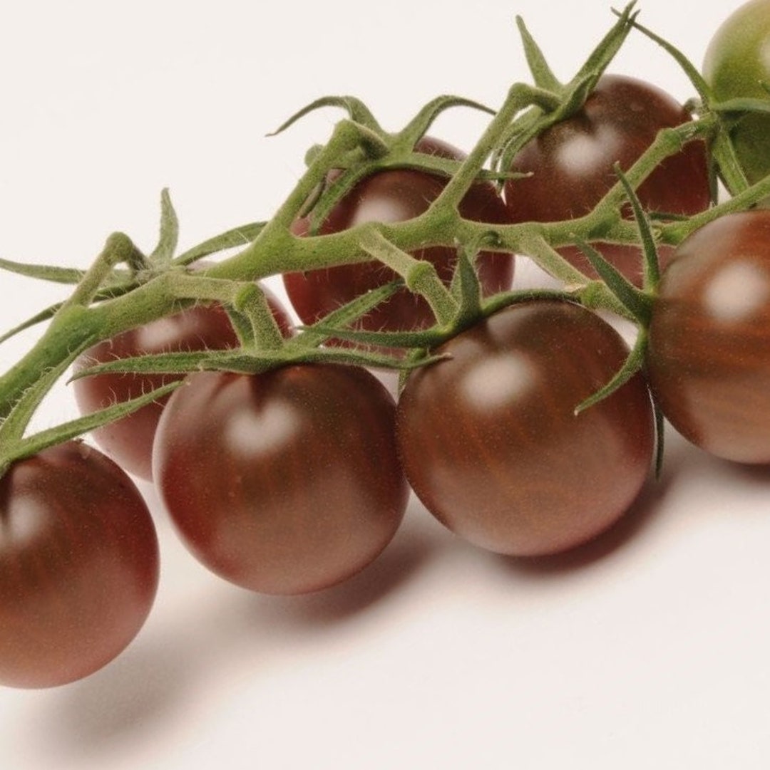 Chocolate Cherry Tomato Seeds Indeterminate Variety Non-GMO Hundreds Of ...