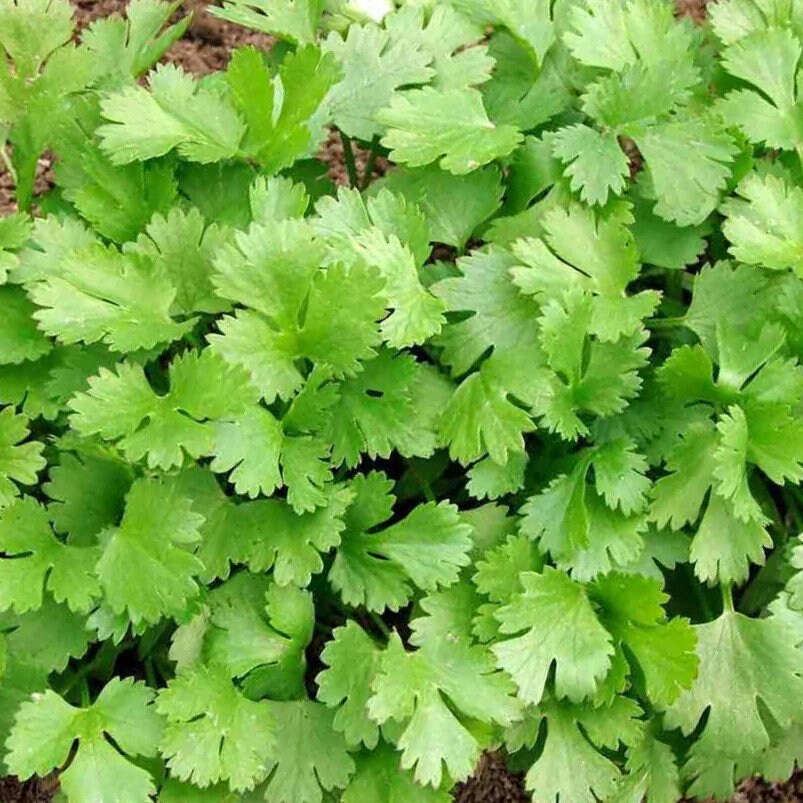 Slow Bolt Cilantro Herb Seeds Non-gmo Heirloom - Etsy
