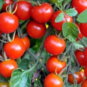 Sweetie Cherry Tomato Seeds - Indeterminate Variety - Heirloom - Non ...