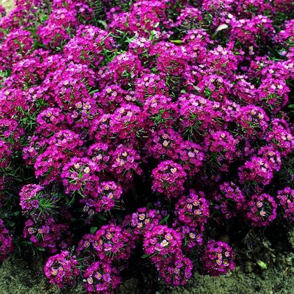 Alyssum - Etsy
