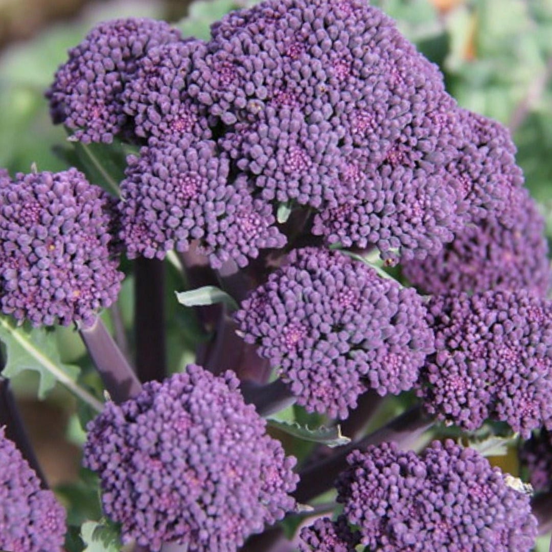 Purple Sprouting Broccoli Seeds - Non-gmo - Heirloom - Cold Hardy! - Etsy