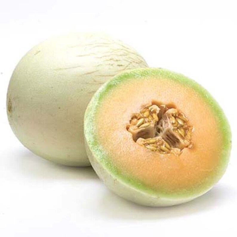 Honeyloupe Melon Seeds Orange Flesh Honeydew Non-gmo - Etsy