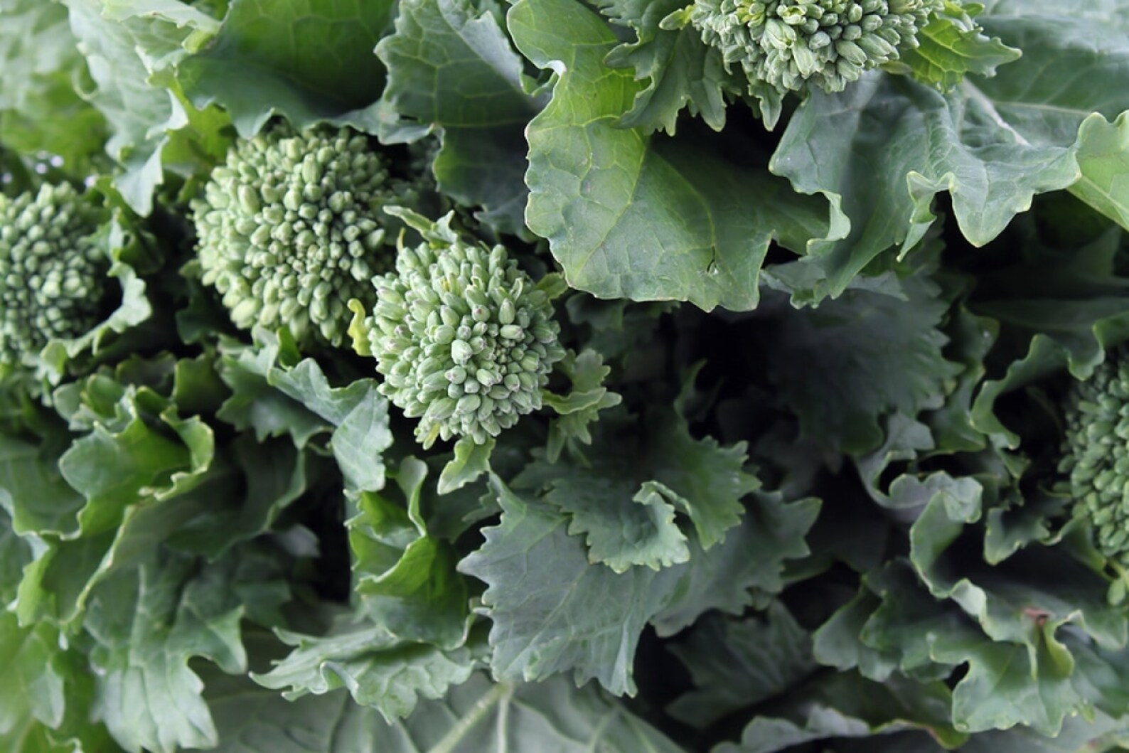 Spring Rapini Broccoli Raab Seeds Organic Non-gmo Broccoletto ...