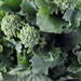 Spring Rapini Broccoli Raab Seeds Organic Non-gmo Broccoletto ...