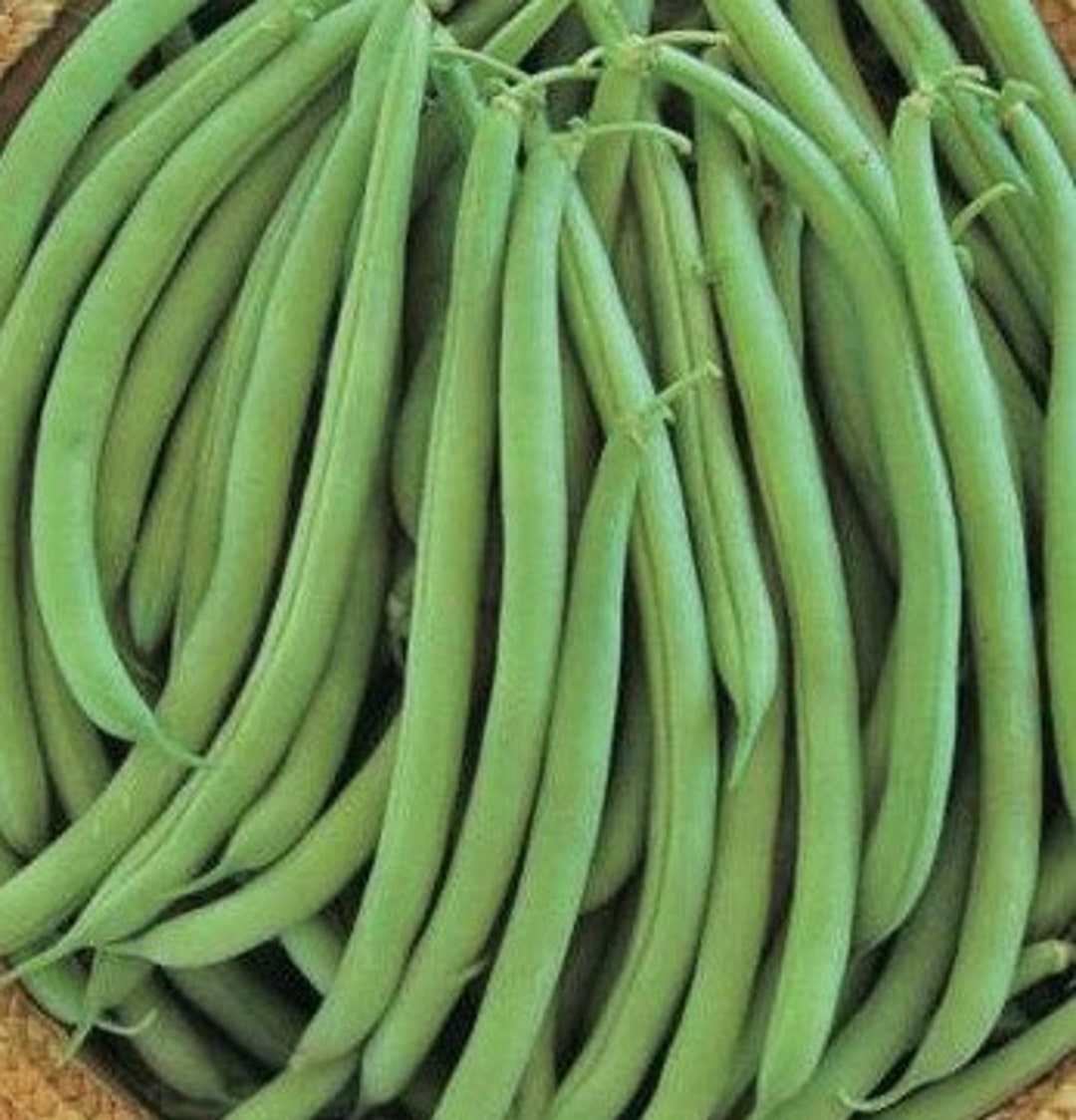 Strike Bush Bean Seeds - Heirloom - Non-gmo - Prolific Growth! Great ...