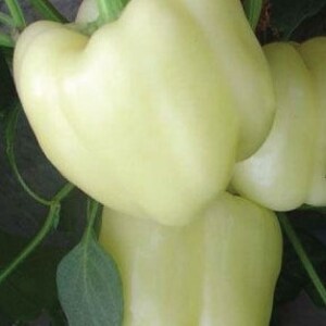 8 Pack - Bell Pepper Seed Pack - Non-gmo - 80+ Seeds - Eight Individual ...