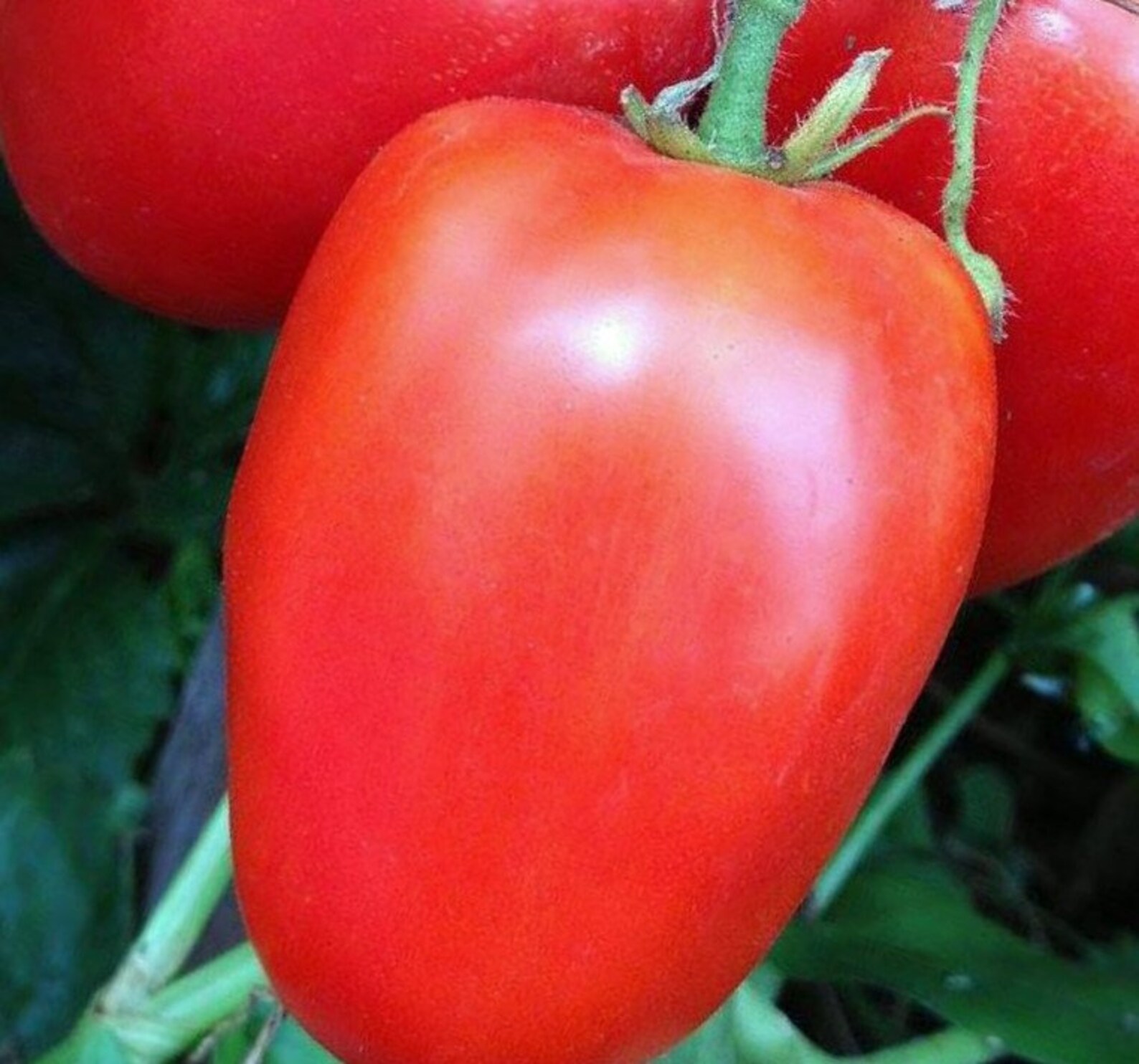 Amish Paste Paste Tomato Seeds Organic Heirloom - Etsy