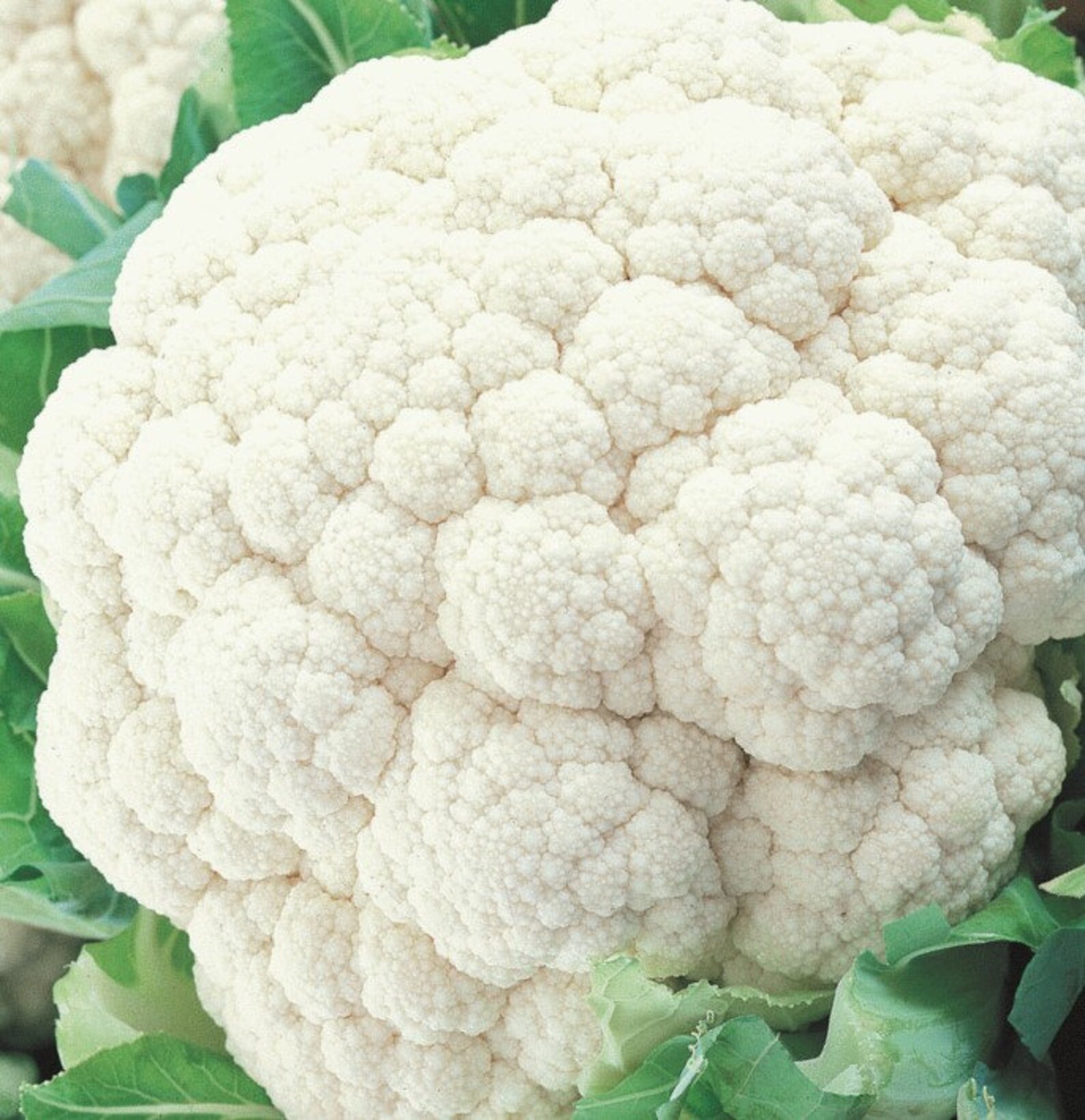 Snowball Self-blanching Improved Cauliflower Seeds Non-gmo - Etsy