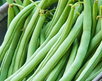 Blue Lake Bush Bean Seeds - Etsy