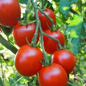 Sweetie Cherry Tomato Seeds - Indeterminate Variety - Heirloom - Non ...