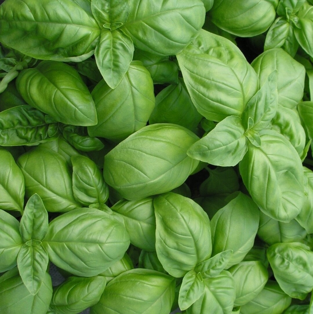 Genovese Basil Herb Seeds - Non-gmo - Preferred by Chefs; Bold and ...