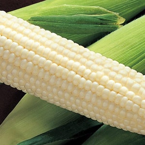 Silver King Sweet Corn Seeds Non-gmo Very Sweet Non Treated - Etsy