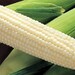 Silver King Sweet Corn Seeds Non-gmo Very Sweet Non - Etsy