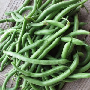 Blue Lake 274 Bean Seeds - Non-gmo - Heirloom - Popular Bush Bean ...