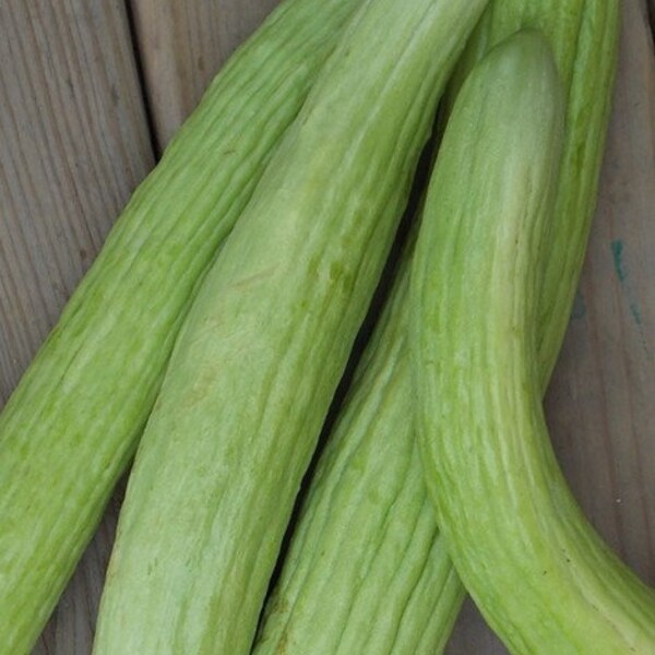 Armenian Metki Cucumber Seeds - Etsy
