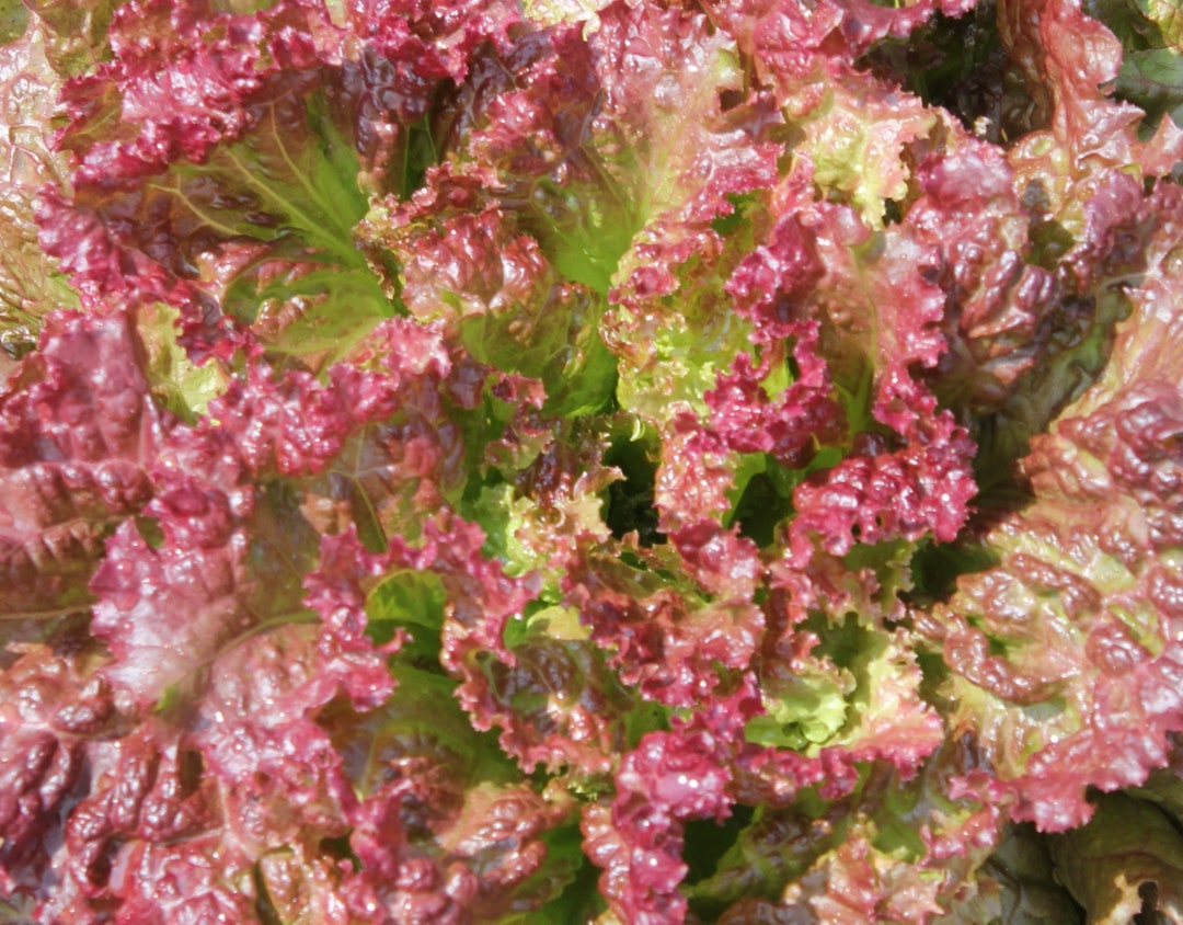 Ruby Red Leaf Lettuce Seeds - Non-gmo - Heirloom Variety - Deep Red ...