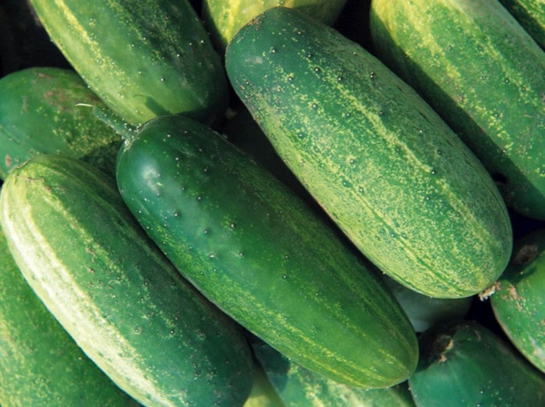 National Pickling Cucumber Seeds - Non-gmo - Heirloom - Etsy