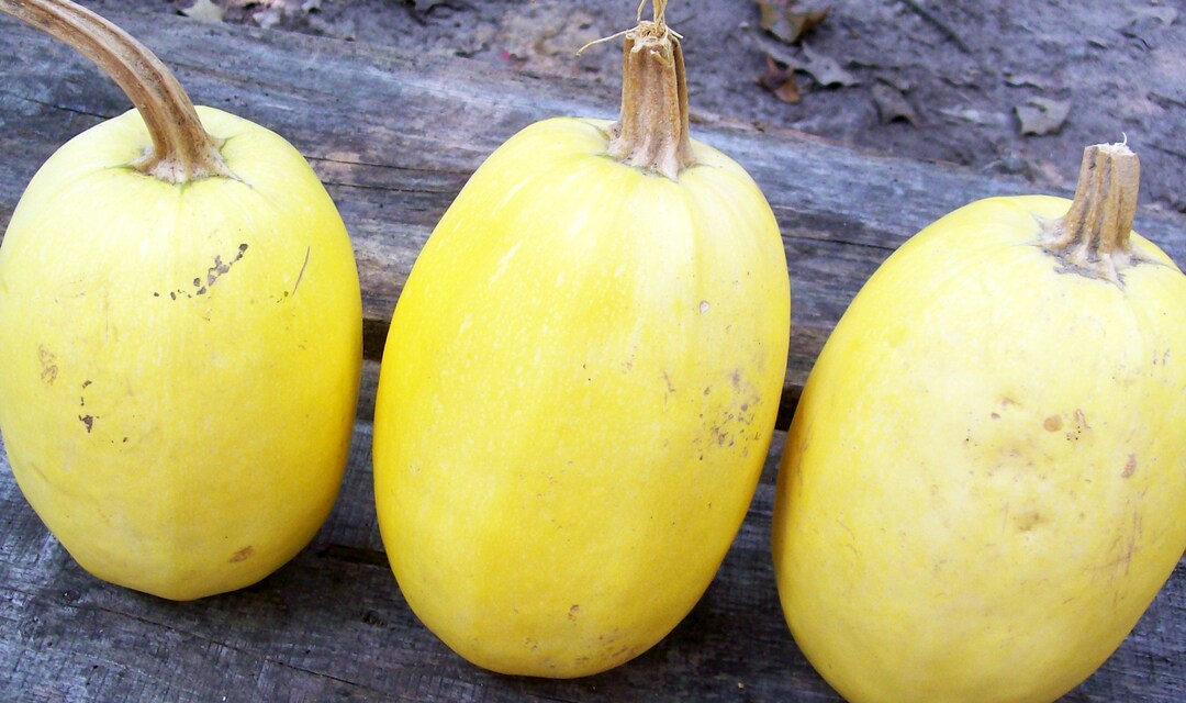 Winter Spaghetti Squash Seeds Non-GMO Heirloom Vegetable Spaghetti Very ...