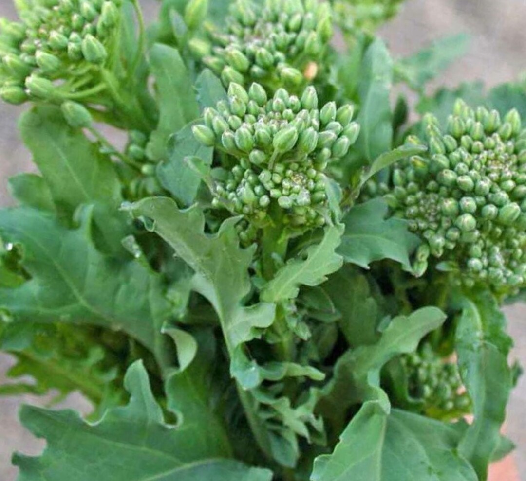 Spring Rapini - Broccoli Raab Seeds - Organic - Non-gmo - Broccoletto ...