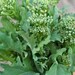 Spring Rapini Broccoli Raab Seeds Organic Non-gmo Broccoletto ...