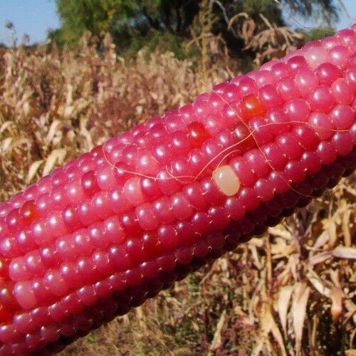 Neon Pink Glass Popcorn Corn Seeds Non-gmo Beautiful - Etsy