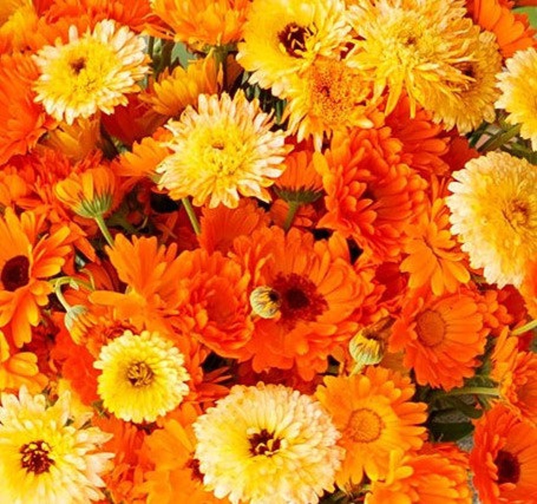 Pacific Beauty Calendula Flower Seed Mix Non-gmo Ruddles - Etsy