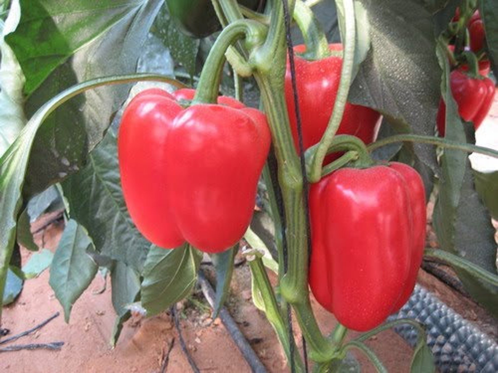 Sweet Big Red Bell Pepper Seeds Non-gmo Heirloom Sweet - Etsy