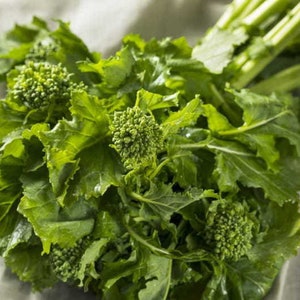 Spring Rapini - Broccoli Raab Seeds - Organic - Non-gmo - Broccoletto ...